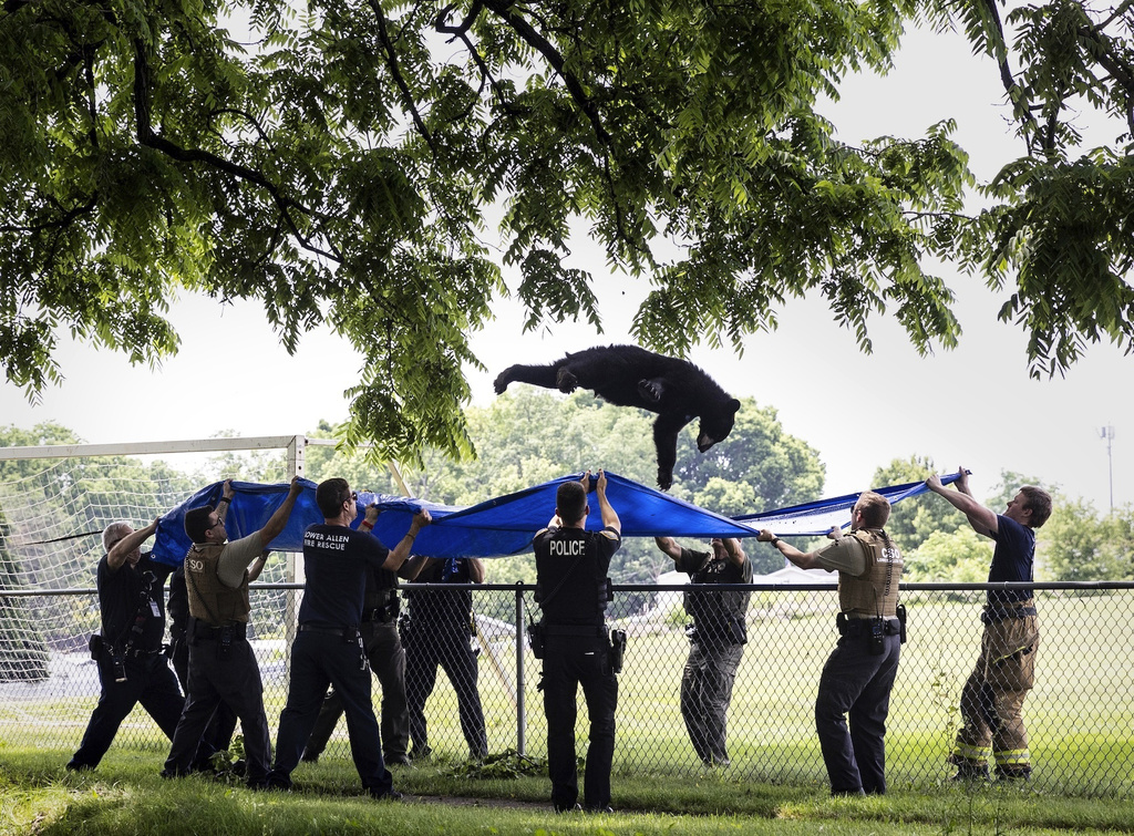 A tranquilized black bear takes a dive from a tree, falls into a ...